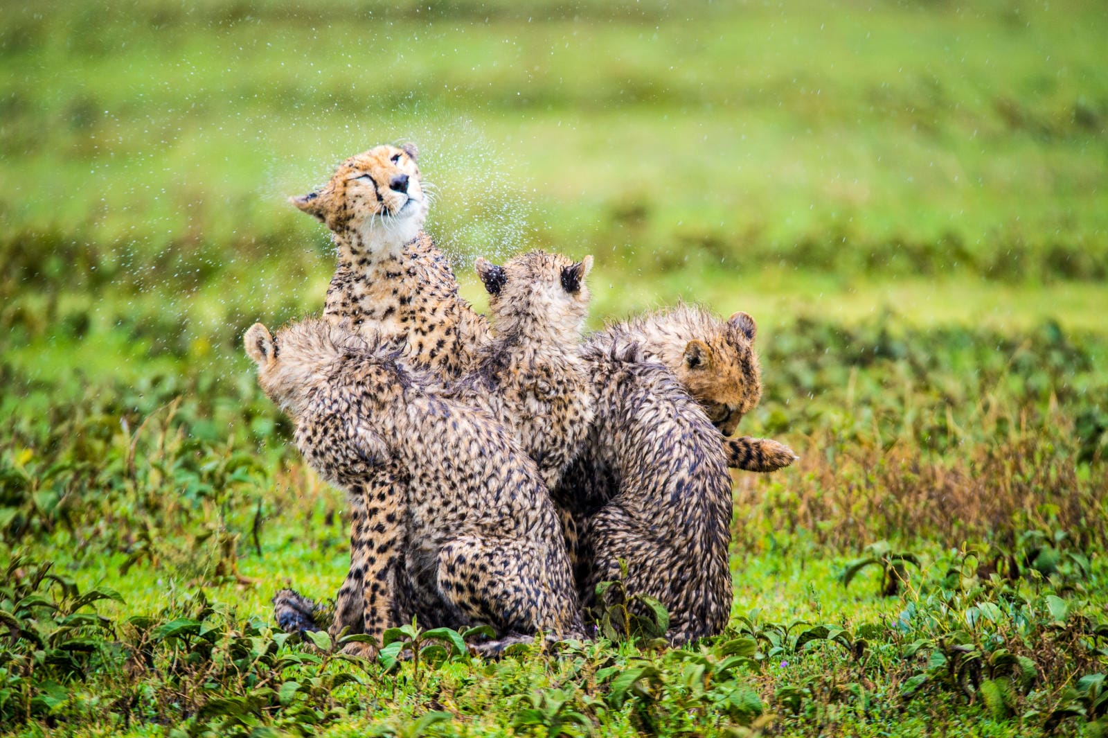 Ngorongoro Crater – ZAMAG Tours and Safaris – Agricultural Tour ...